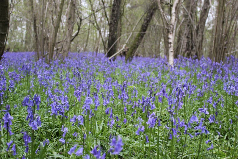 Bluebell field in woods stock photo. Image of bluebelles - 71551638