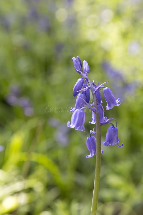 Bluebell flower stock image. Image of flora, flower, floral - 40551873