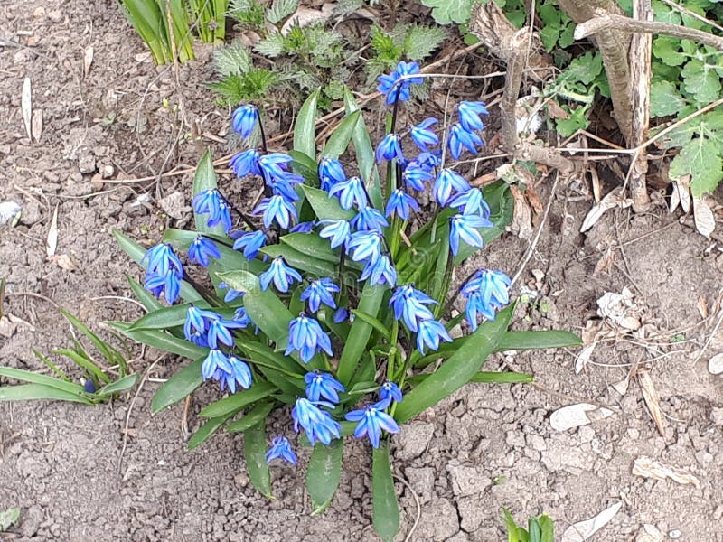 Bluebell Flower in Early Spring Stock Photo - Image of bluebell, early ...