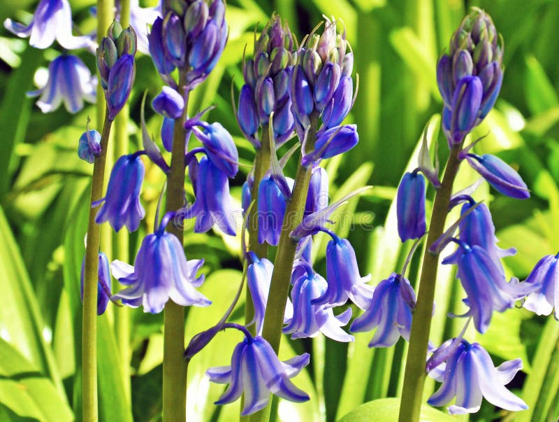 Bluebell stock photo. Image of nature, spring, flower - 41039684