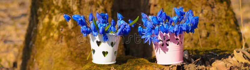 Bluebell Flowers Bouquets in Buckets Banner Panoramic Stock Image ...