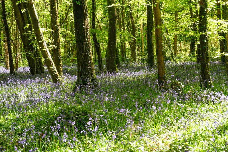 Bluebell flowers stock photo. Image of natural, growth - 88278218