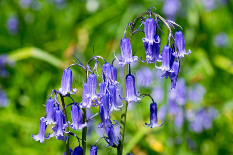 Bluebell Flowers in Close Up. Stock Image - Image of season, blossom ...