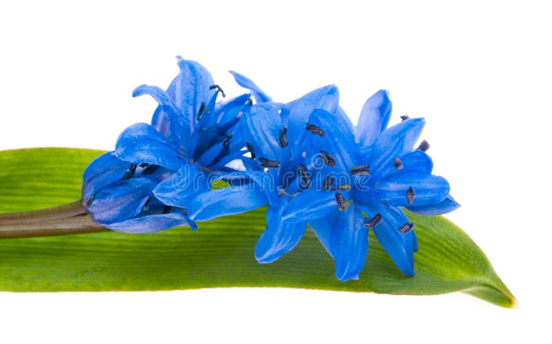 Bluebell flowers isolated stock photo. Image of pollen - 274626152