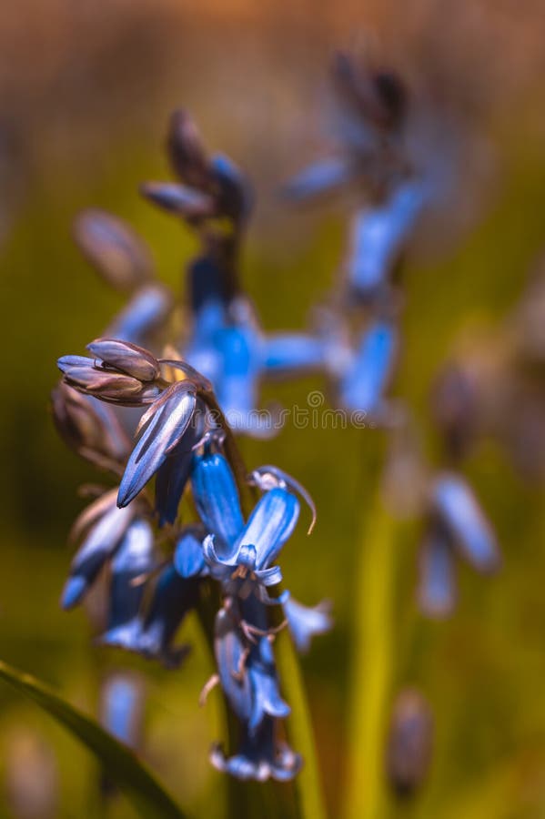 Bluebell flowers in spring stock image. Image of decorative - 230922761