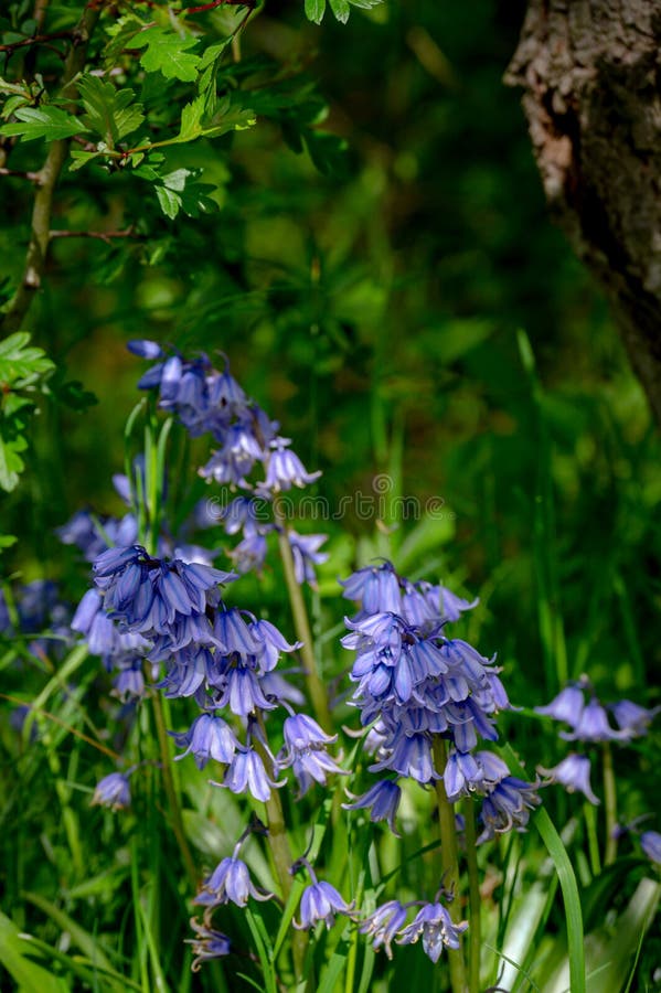 Bluebell flowers in spring stock image. Image of decorative - 230929895