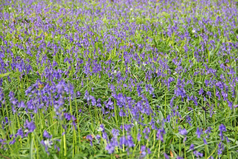Bluebell Flowers in Spring Forest Stock Photo - Image of spring, scenic ...