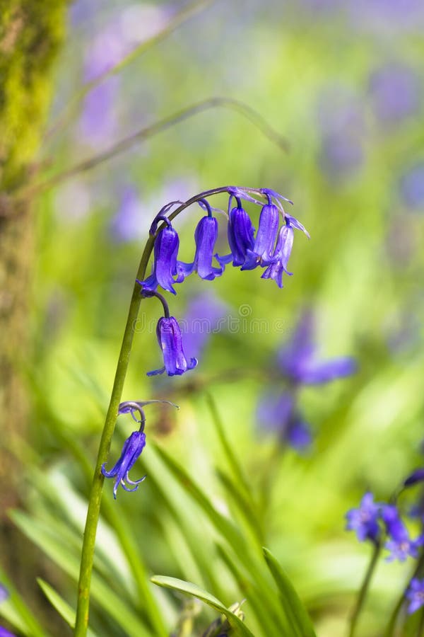 Bluebell flowers stock image. Image of blue, bell, countryside - 71190223