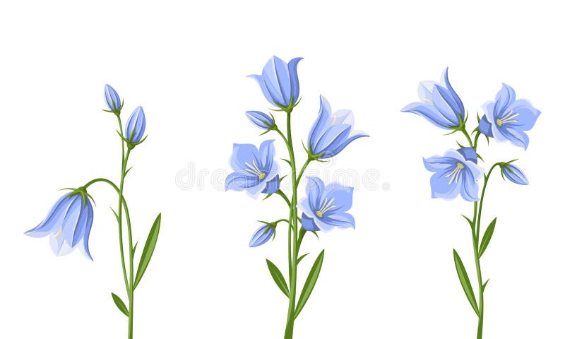 Bluebell Flowers. Vector Illustration. Stock Vector - Illustration of ...