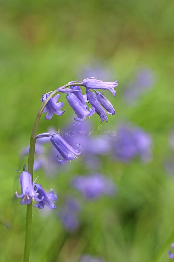 Bluebells in a wood stock image. Image of nature, blue - 148822575