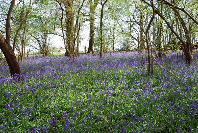 Bluebell Forest stock image. Image of bluebells, wood - 5005877