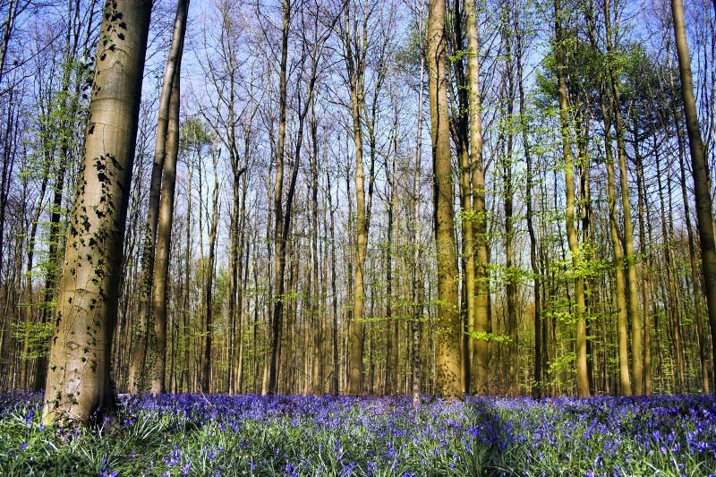 Bluebell forest stock photo. Image of bell, scenic, nature - 4097684