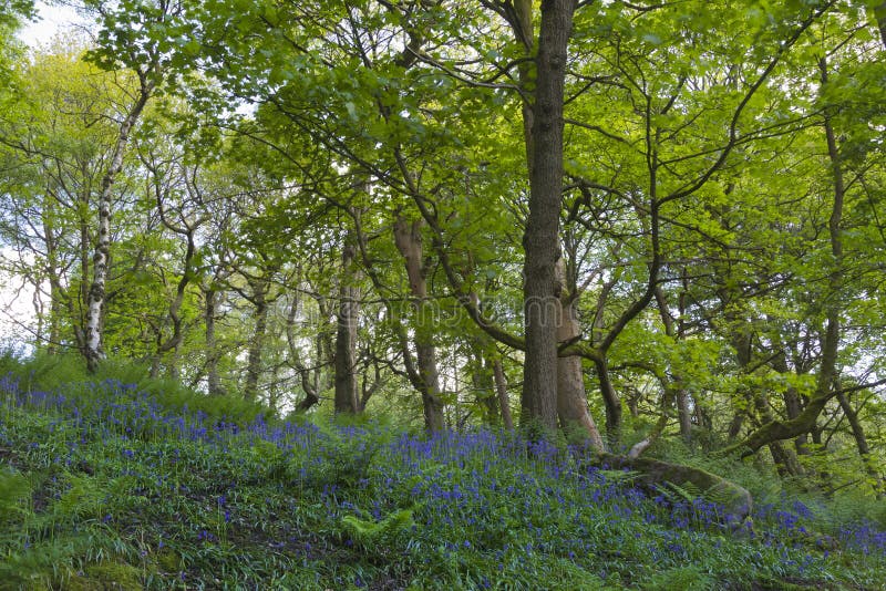 Bluebell forest stock image. Image of countryside, beautiful - 42179463