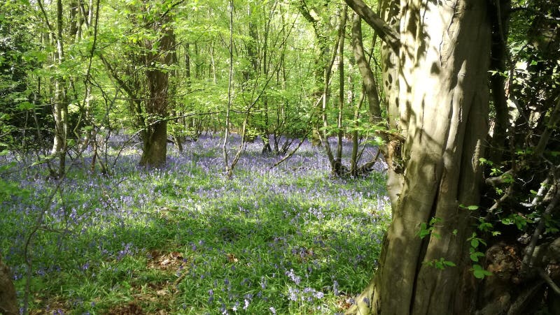Bluebell forest 2 stock photo. Image of england, nature - 137654746