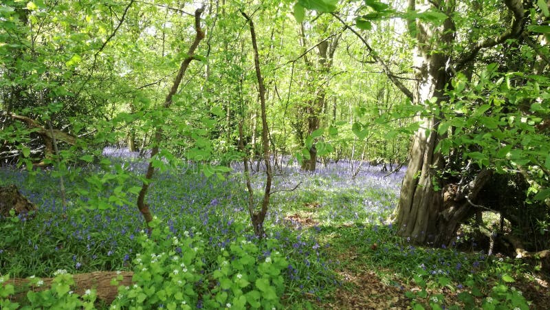Bluebell forest 1 stock photo. Image of blue, forest - 137654768
