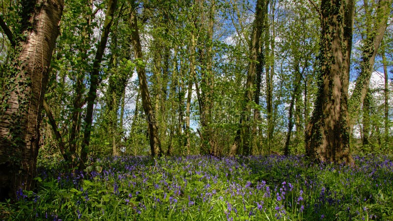 Bluebell forest stock image. Image of flanders, idyllic - 90755619