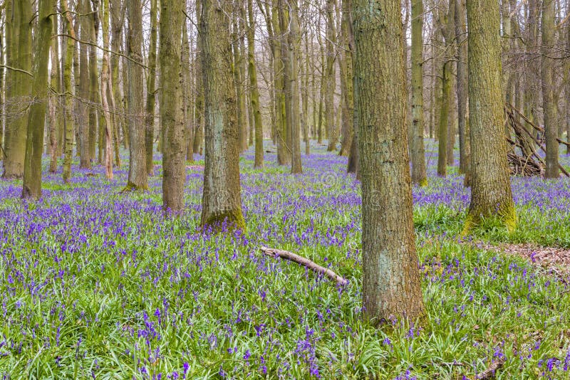 Bluebell Forest in the Spring Stock Image - Image of landscape ...