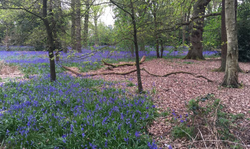 Bluebell forest stock photo. Image of walk, woods, forest - 92055820