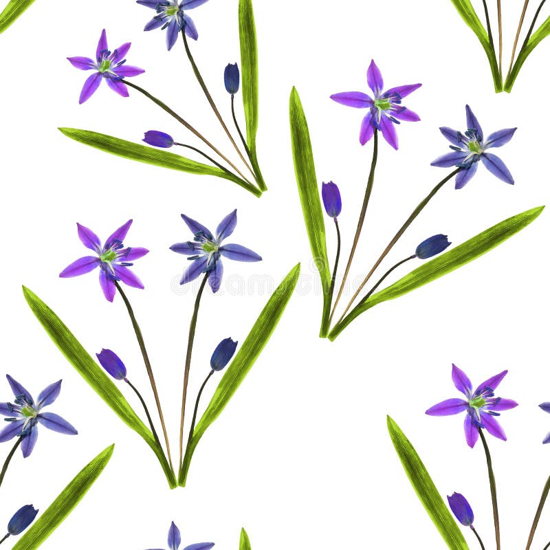 Bluebell, Scilla, Primroses. Seamless Pattern Texture of Flowers Stock ...