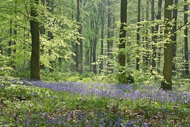Bluebell spring stock photo. Image of forest, spring - 57458704