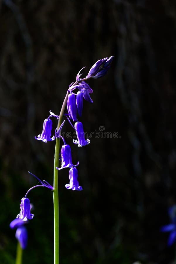 Bluebell in Spring stock photo. Image of colorful, hyacinthoides ...