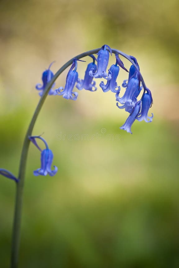 Bluebell Spring flower stock photo. Image of blue, closeup - 25979868