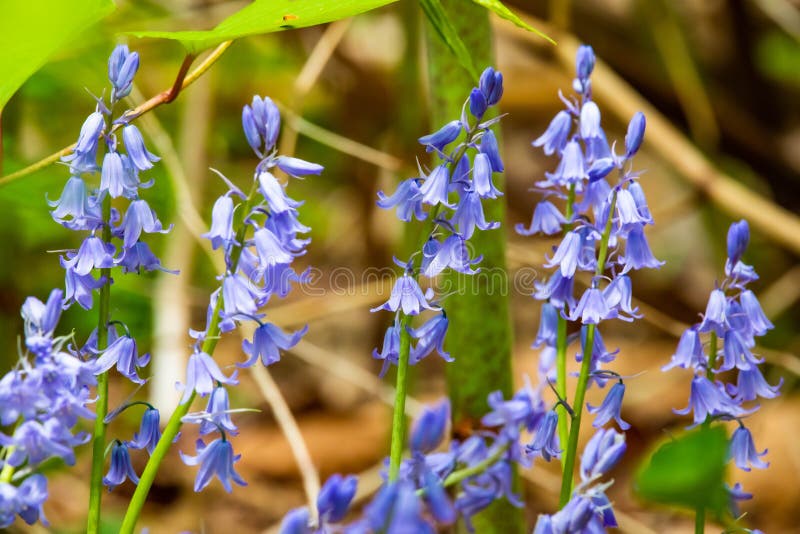 Bluebell Spring Flowers Close Up in the Forest Stock Photo - Image of ...