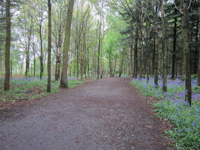 Bluebell walk stock image. Image of striking, coloured - 43259995