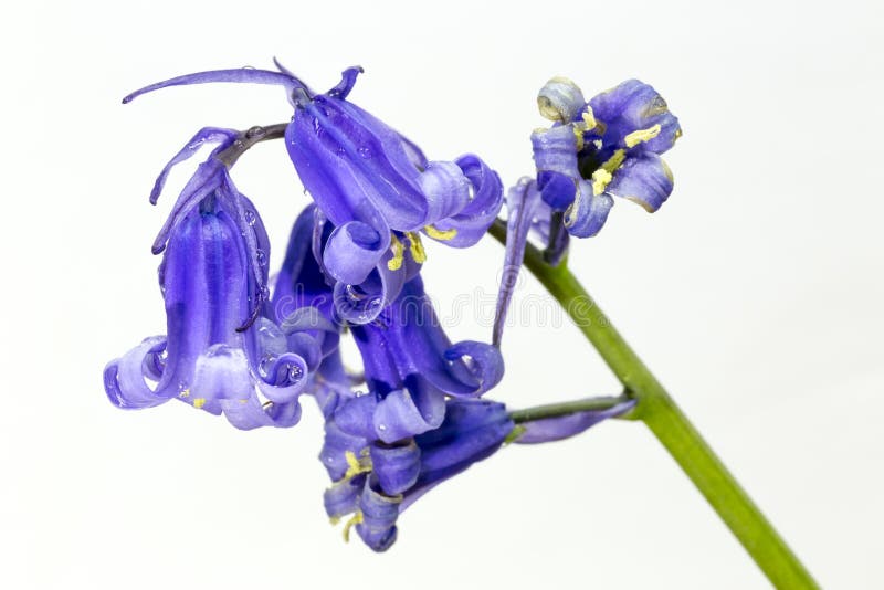 Bluebell On White stock photo. Image of background, clipping - 31844636
