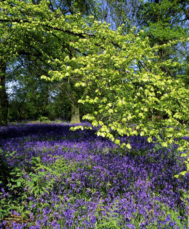 Bluebell Wood stock image. Image of display, wood, garden - 42866727