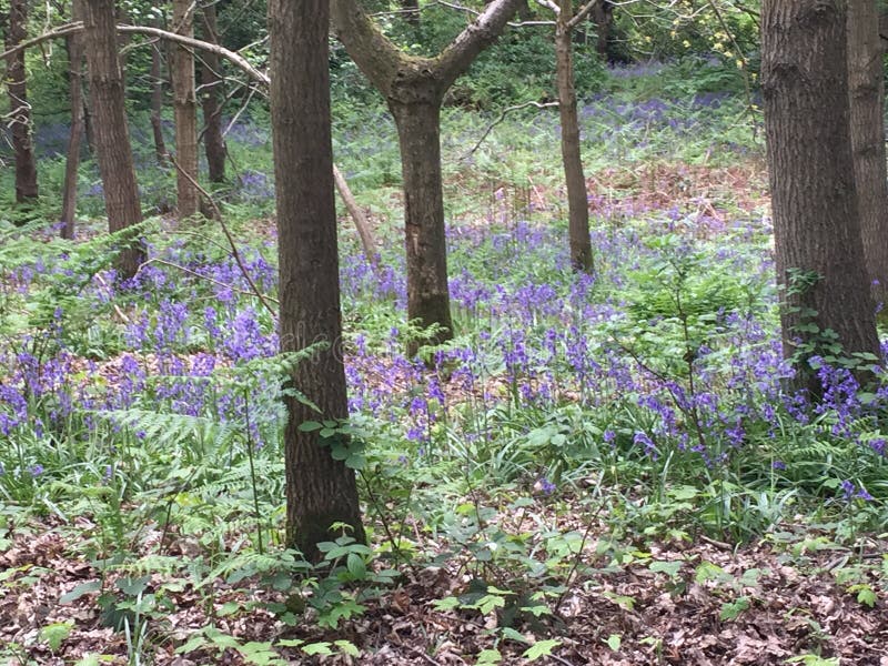 Bluebell Wood stock photo. Image of wood, spring, bluebell - 92129564