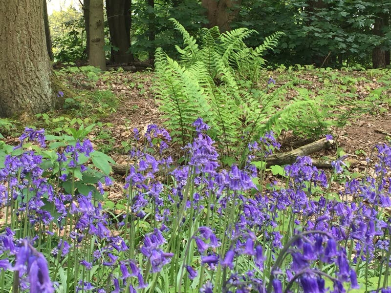 Bluebell Wood stock image. Image of groundcover, spring - 92129661