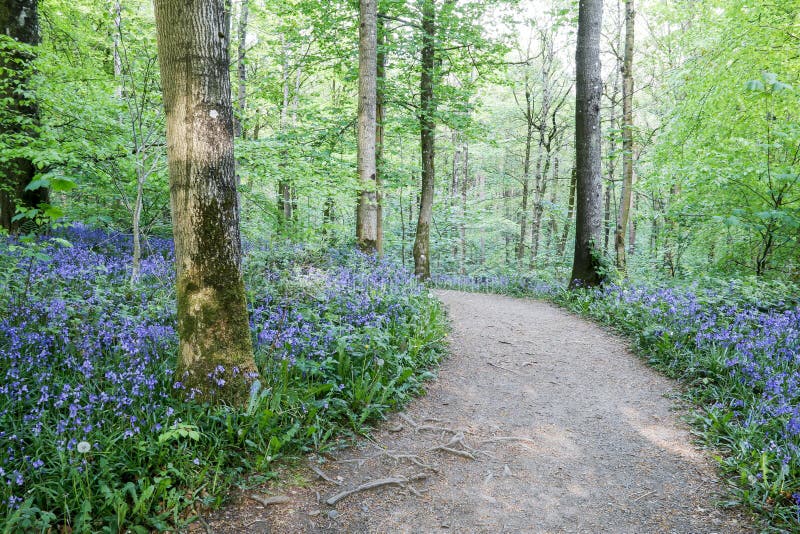 Path through Bluebell Woodland Stock Image - Image of lockdown, britain ...