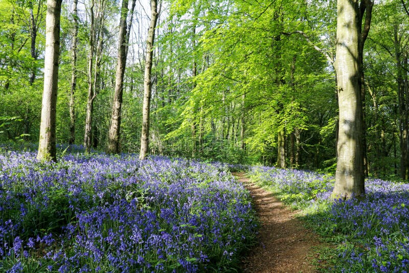 Bluebell Wood at Portglenone, Northern Ireland Stock Image - Image of ...