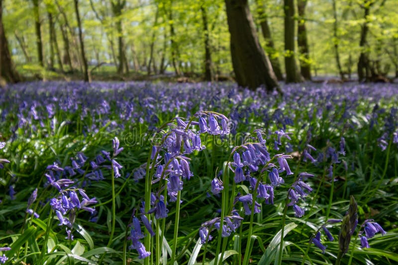 Bluebell woodland stock photo. Image of blossom, botany - 179020074
