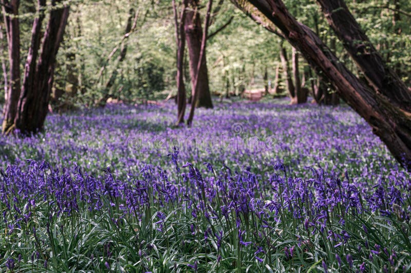 Bluebell Woodland in Spring Sunlight Stock Photo - Image of environment ...