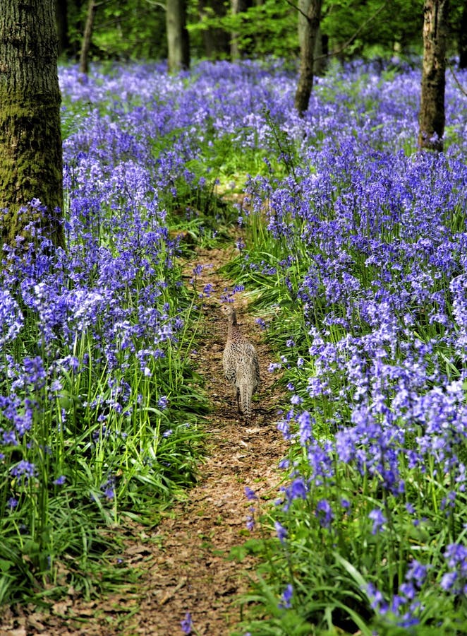 Path through Bluebell Woods Stock Image - Image of flora, bright: 70959703