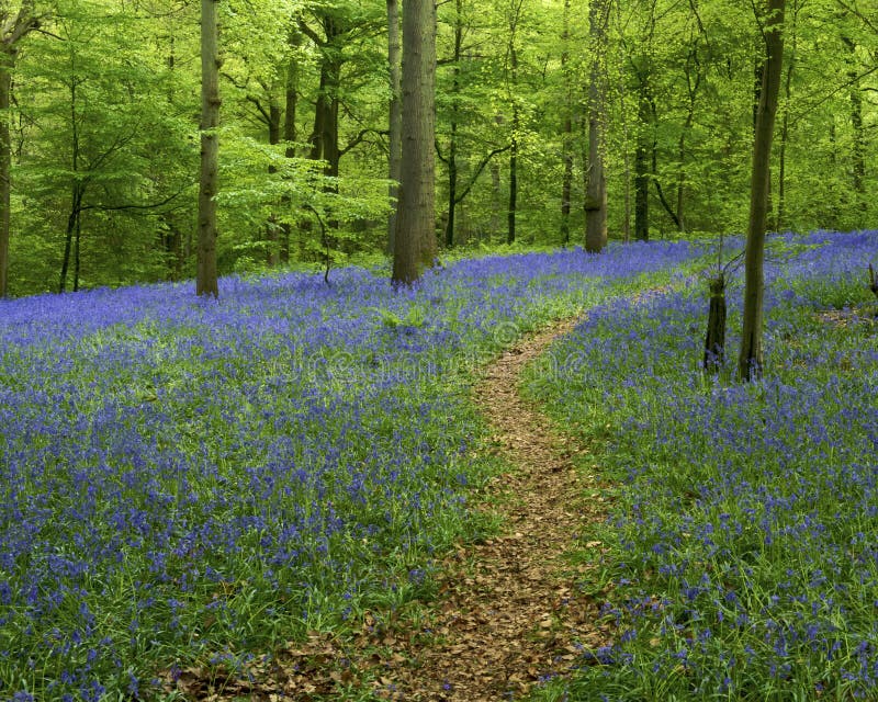 Bluebell Woods stock image. Image of british, idyllic - 9291433