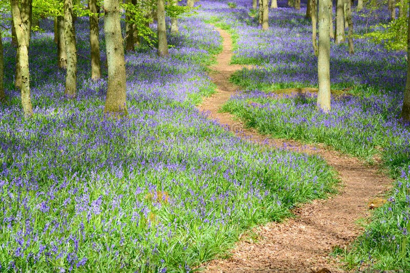 Path through Bluebell Woodland Stock Image - Image of lockdown, britain ...