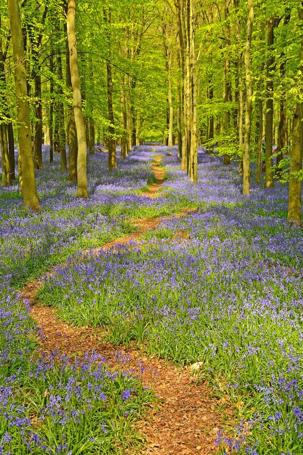Bluebell Woods stock image. Image of carpet, bluebells - 51645523