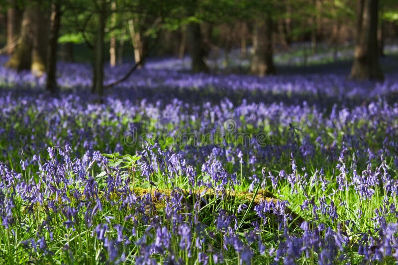 Bluebell Wood stock photo. Image of blue, woodland, forest - 10462694