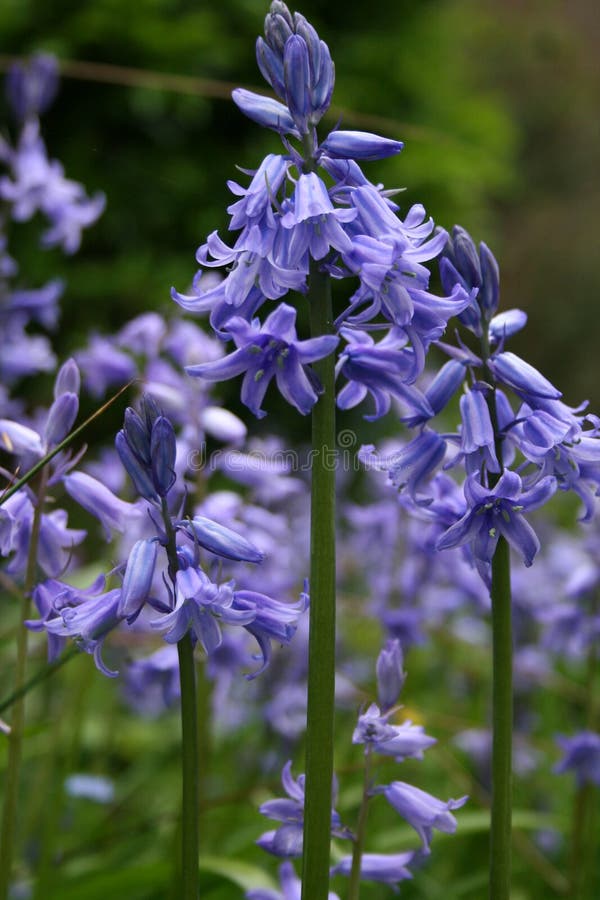 Pink Japanese Anemone Flower Stock Image - Image of flower, japanese ...
