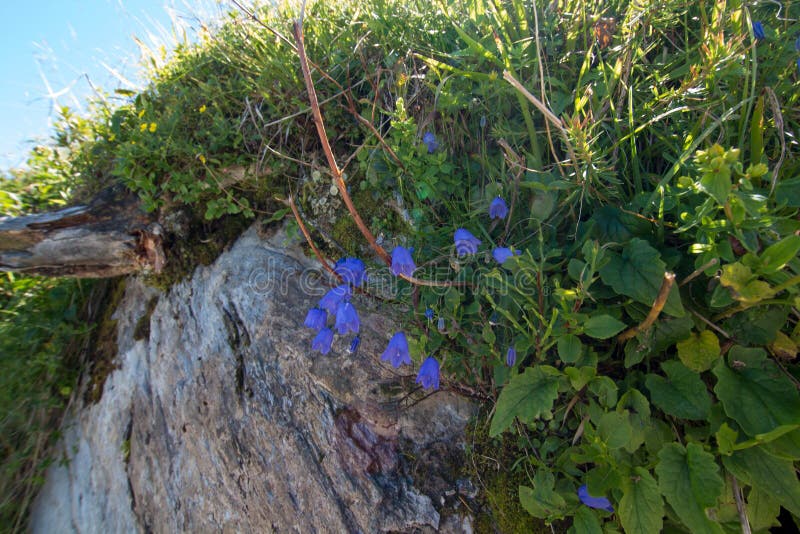 Bluebells and Alpine Herbs on a Rock Stock Photo - Image of bell ...