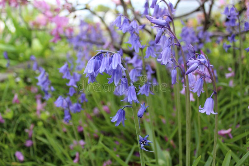 Bluebells Bloom in the Late Spring Stock Photo - Image of annual ...
