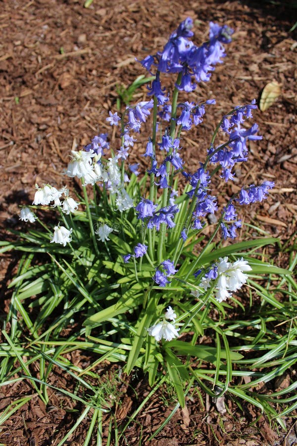 Bluebells Bloom in a Spring Garden Stock Image - Image of bell, annual ...