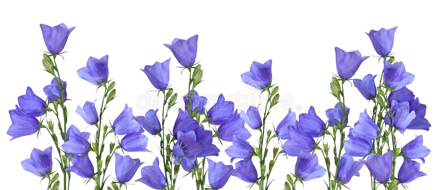 680 Bluebell Border Stock Photos - Free & Royalty-Free Stock Photos ...