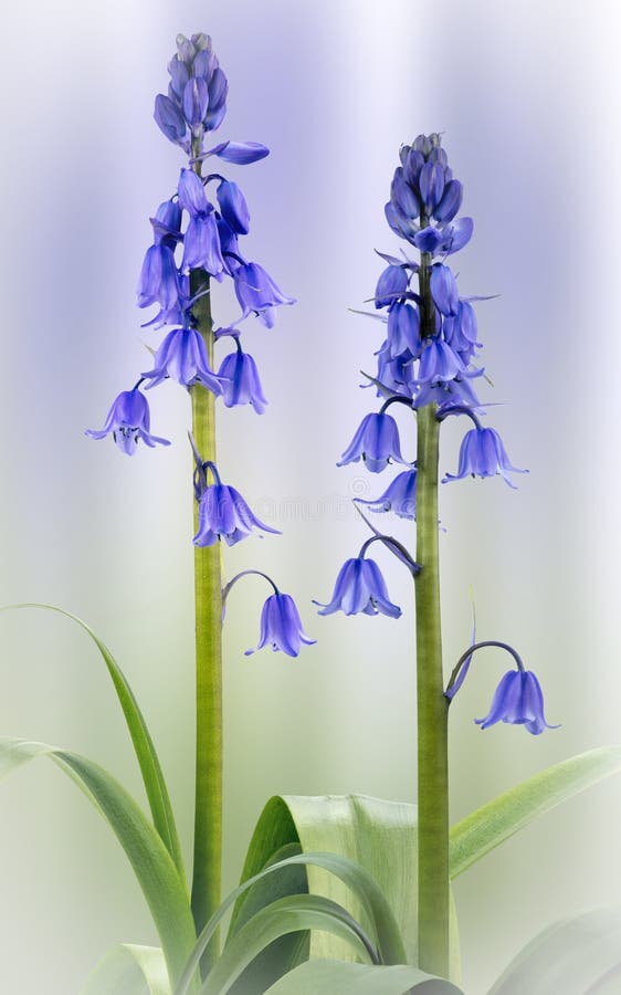 Bluebells stock image. Image of spring, numerous, harebell - 140335