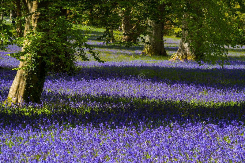 Bluebells in Cornwall stock image. Image of grass, penryn - 116569281
