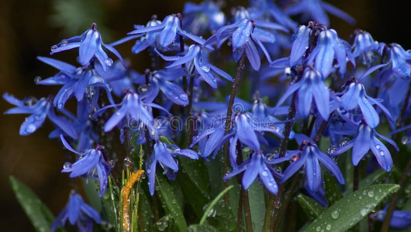 Bluebells in Drops of Water after Rain. Flowers of Campanula ...