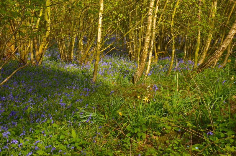 Bluebells (Endymion Non-scriptus) Stock Image - Image of blooms, plants ...